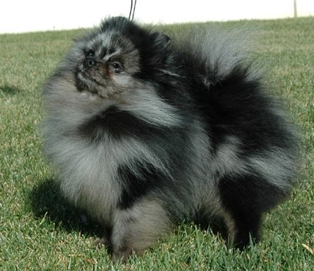 Merle en caninos, todo lo que tenes que saber - Kennel Club Argentino