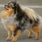 Merle en caninos, todo lo que tenes que saber - Kennel Club Argentino