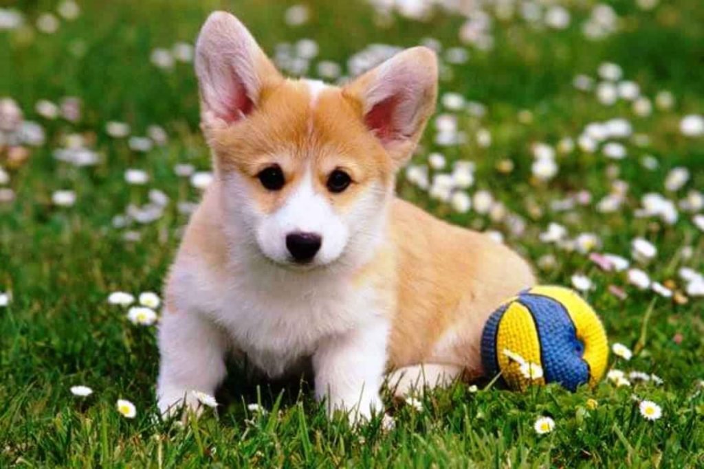 Corgi Galés Pembroke, un compañero fiel - Kennel Club Argentino