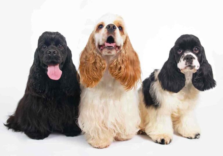 Cocker Spaniel Americano: Historia, Características y Encanto Canino ...
