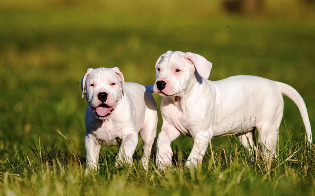 Dogo Argentino: Majestuosidad y Orgullo Nacional - Kennel Club Argentino