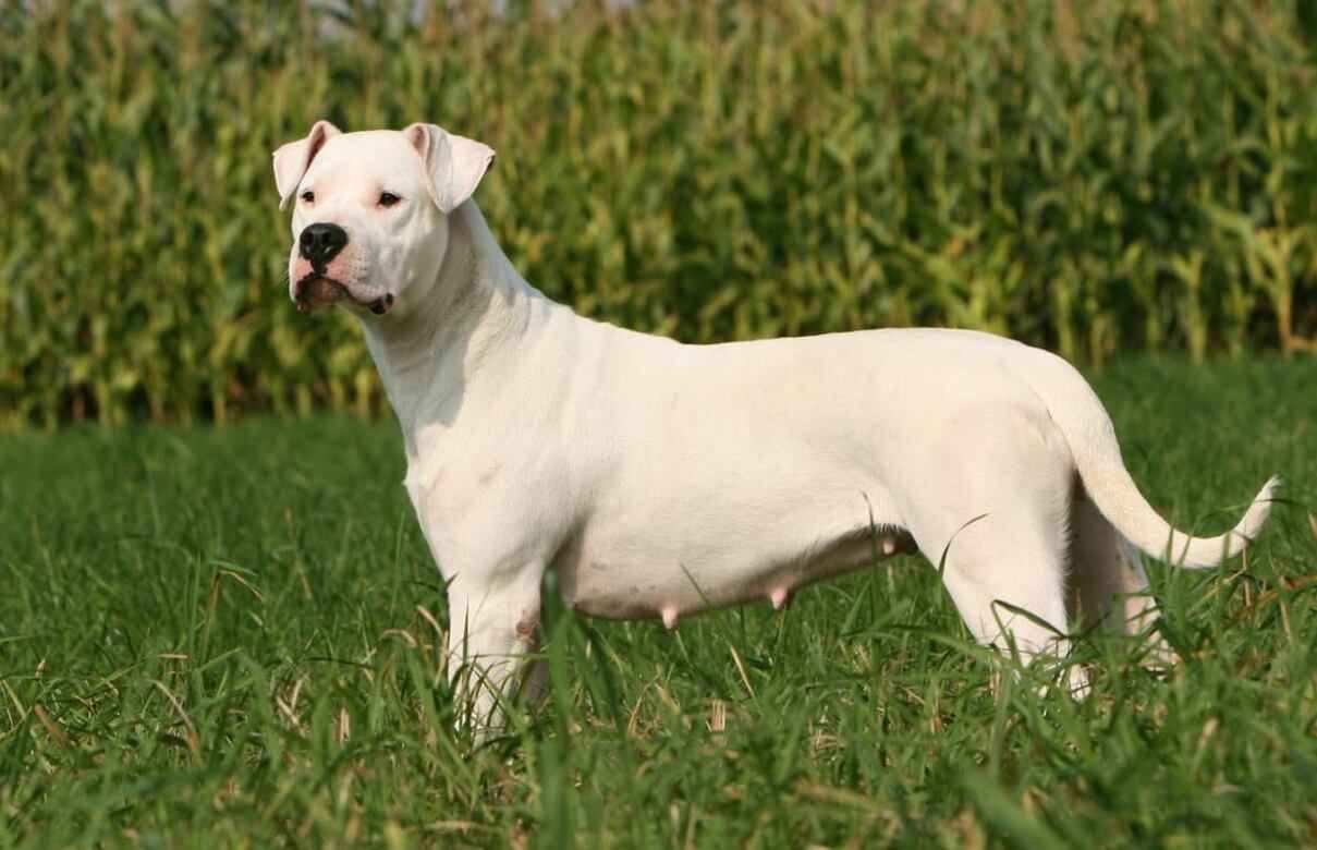 Dogo Argentino: Majestuosidad y Orgullo Nacional - Kennel Club Argentino