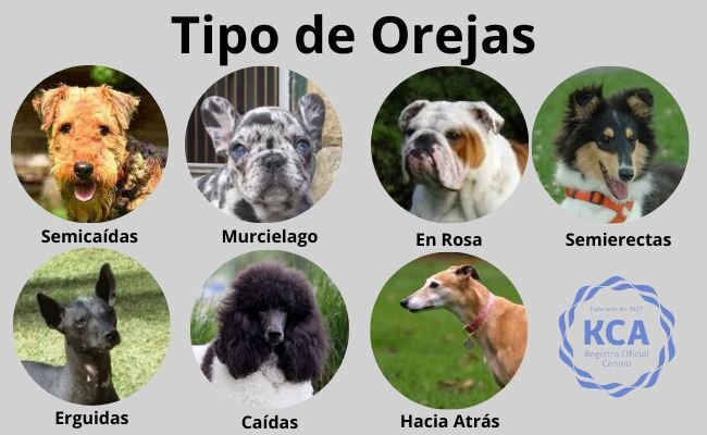 ¡Escucha con Asombro! Las Orejas de los Perros y su Mundo Sonoro ...